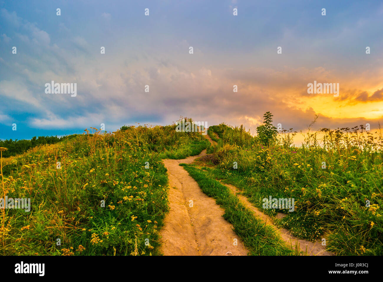 Pathway on a hill with wildflowers Stock Photo - Alamy