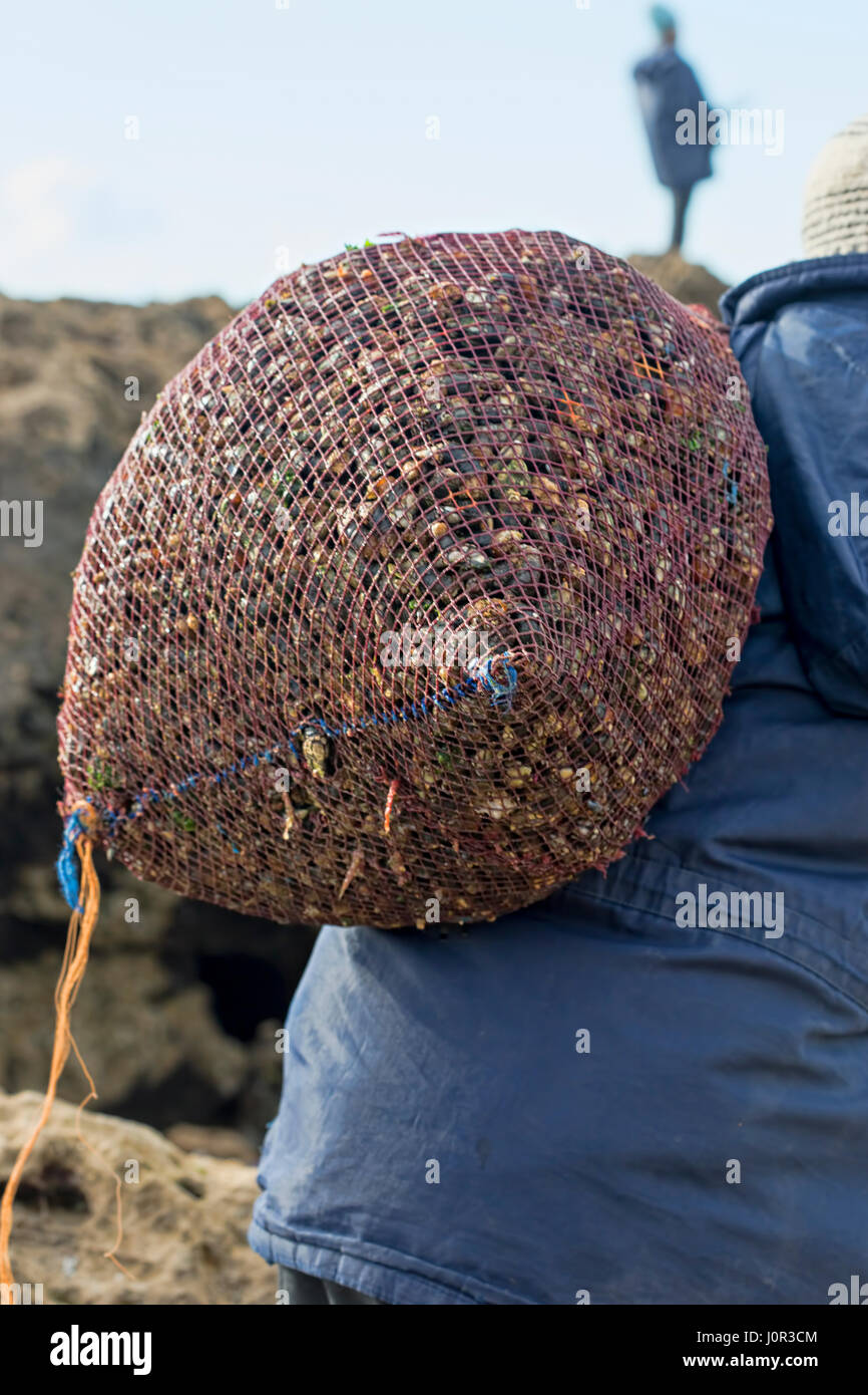 Percebes High Resolution Stock Photography and Images - Alamy