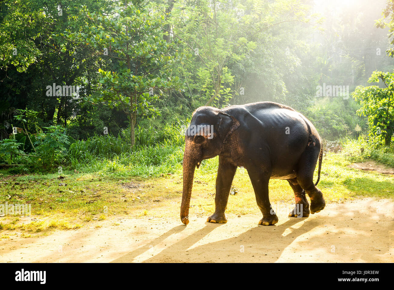 Ceylon wild elephant in tropical jungle. Sri Lanka wildlife Stock Photo ...