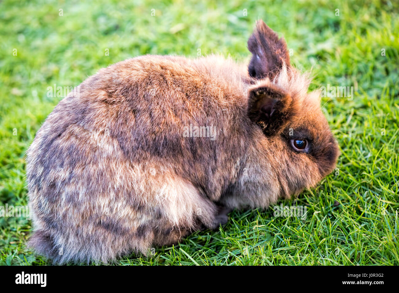 Brown fluffy rabbit on the green grass Stock Photo - Alamy