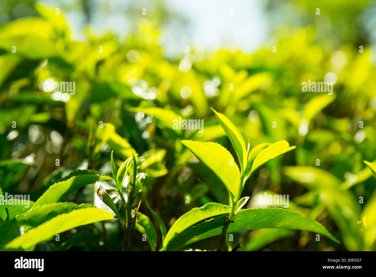 Ceylon tea green plants closeup view, plantations of Sri Lanka. Harvest ...