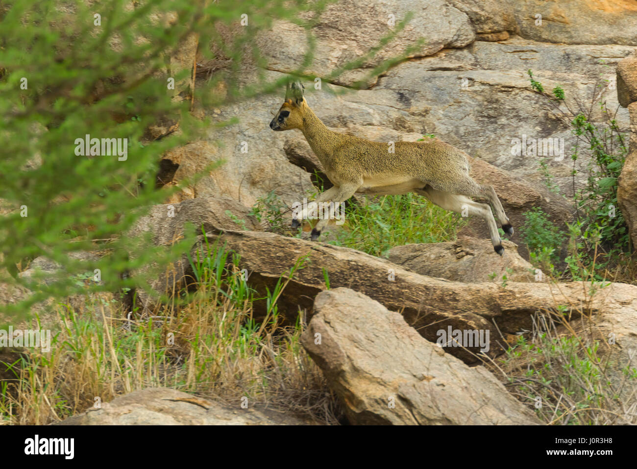 Klipspringer (Oreotragus oreotragus) running on rocks, Samburu National ...