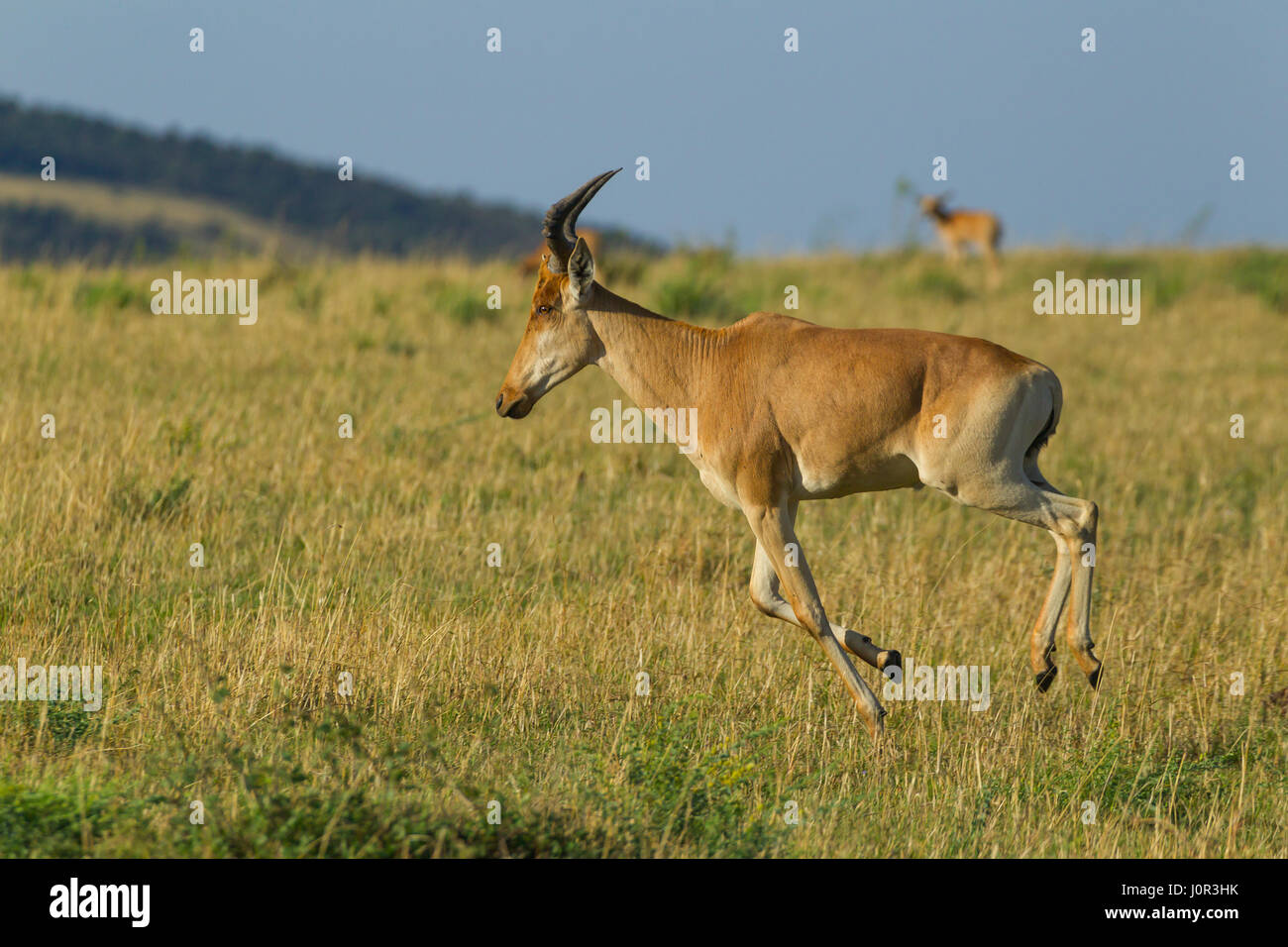 Hartebeest (Alcelaphus buselaphus) running across the savannah, Masai ...