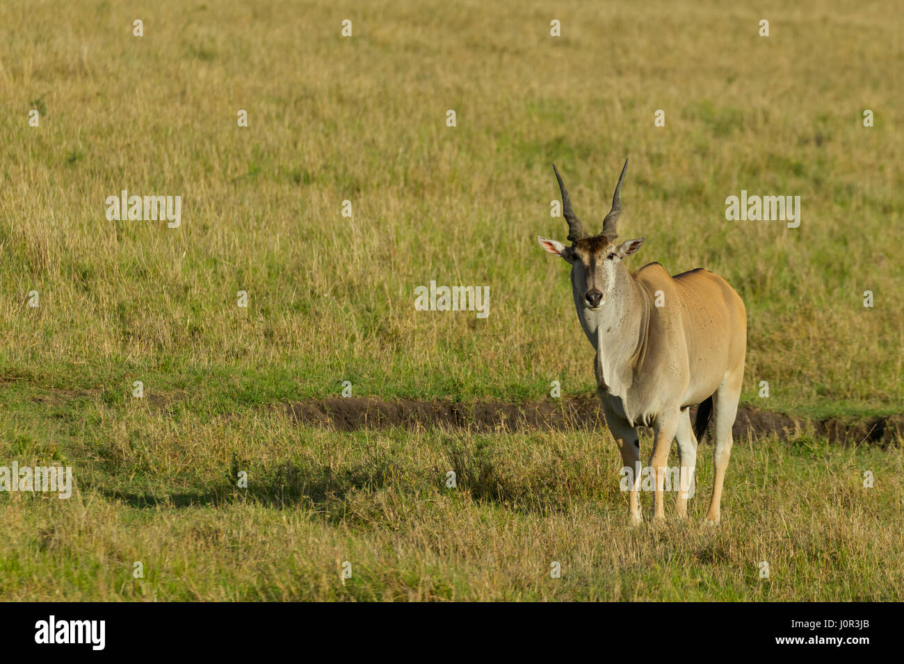 Eland (Tragelaphus oryx) bull on alert, Masai Mara National Reserve ...