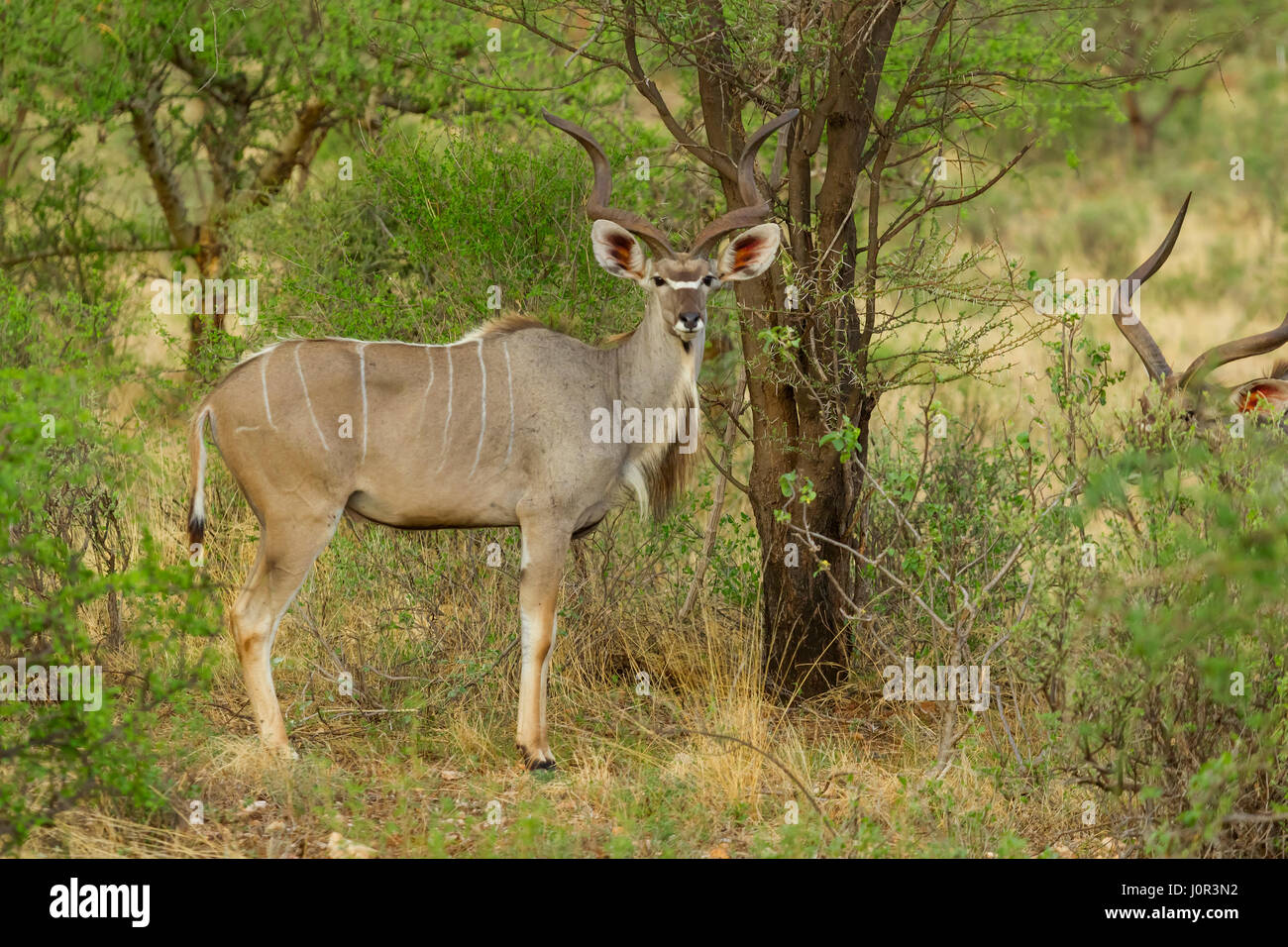 Kudu (Tragelaphus imberbis) male under a tree on alert, Samburu ...