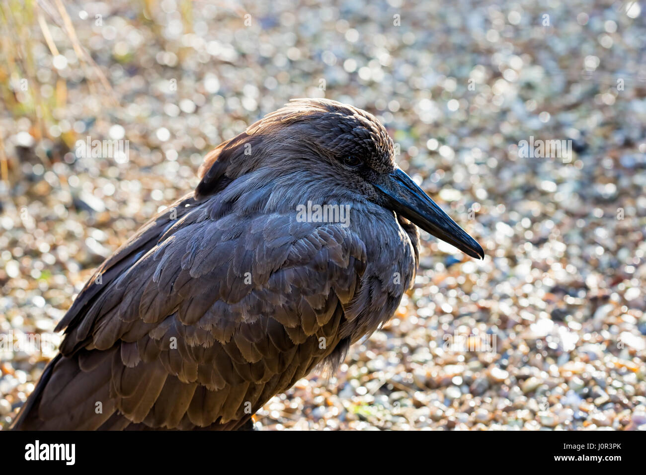 A large wild Hammerkop - Scopus umbretta Stock Photo - Alamy
