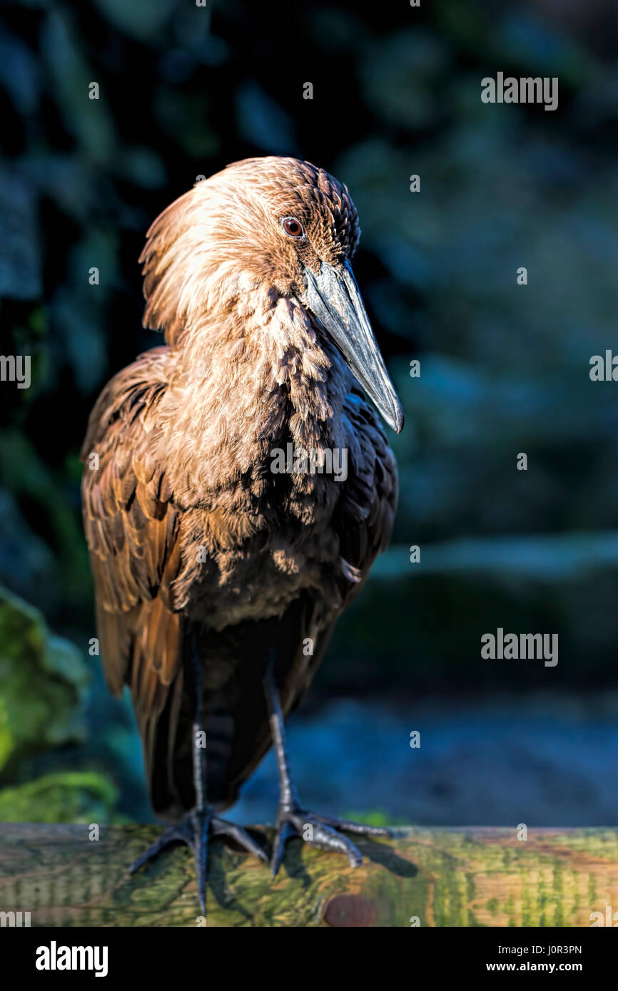 Hamerkop hammerhead scopus umbretta bird hi-res stock photography and ...