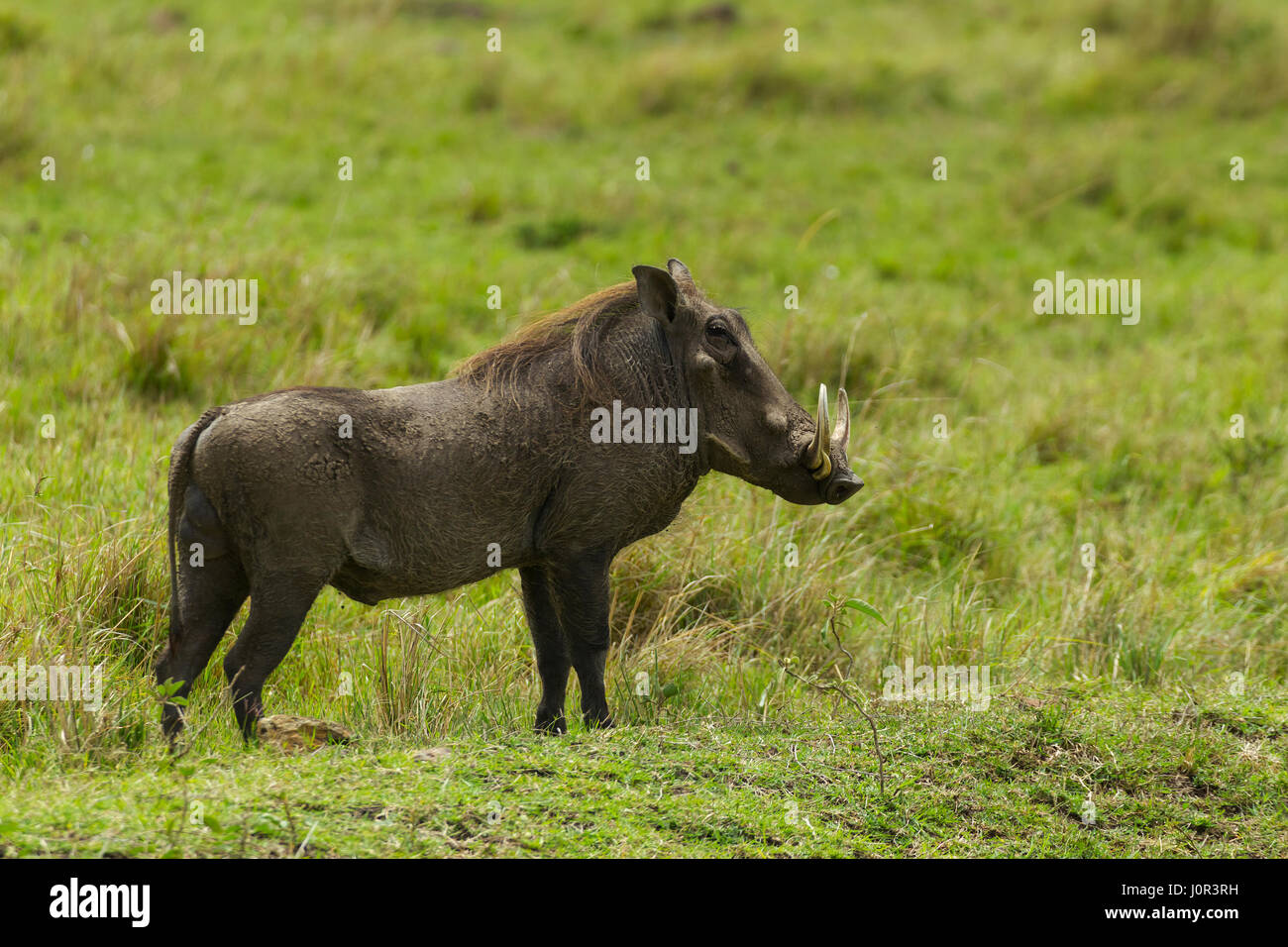 Savanna Warthog (Phacochoerus africanus) on alert, Masai Mara National ...