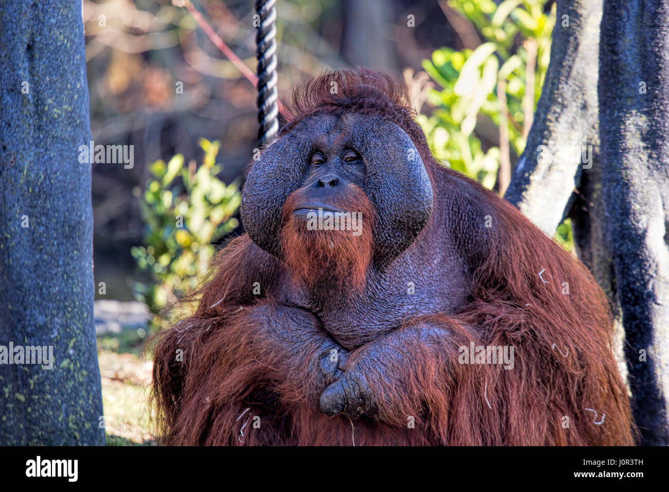 Orangutan borneo person sepilok hi-res stock photography and images - Alamy