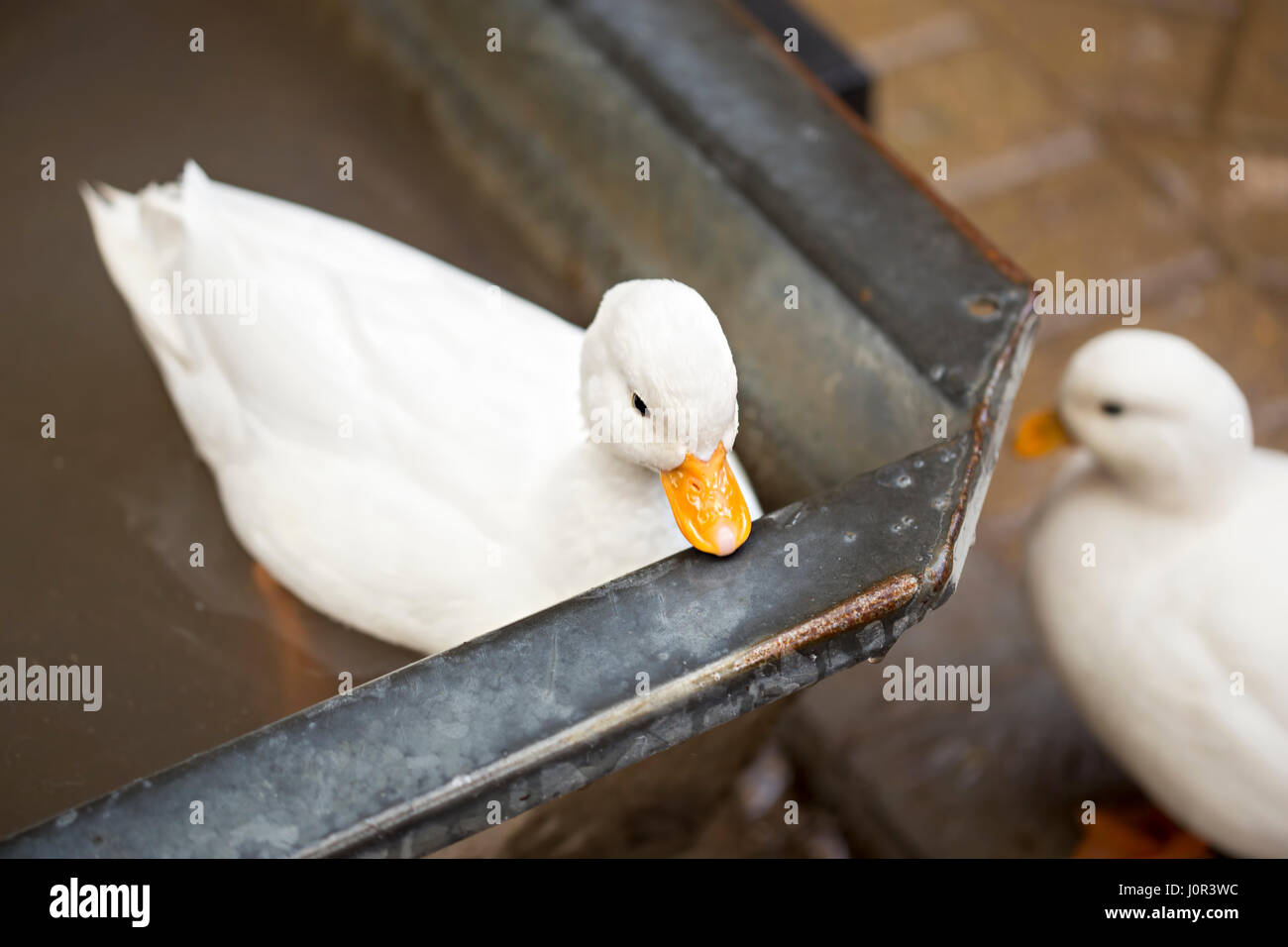 White small ducks in the water Stock Photo - Alamy