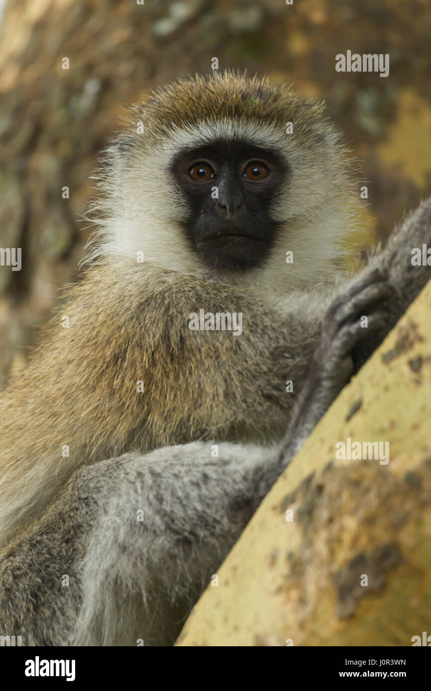 Vervet Monkey (Cercopithecus aethiops) portrait, Lake Nakuru National ...