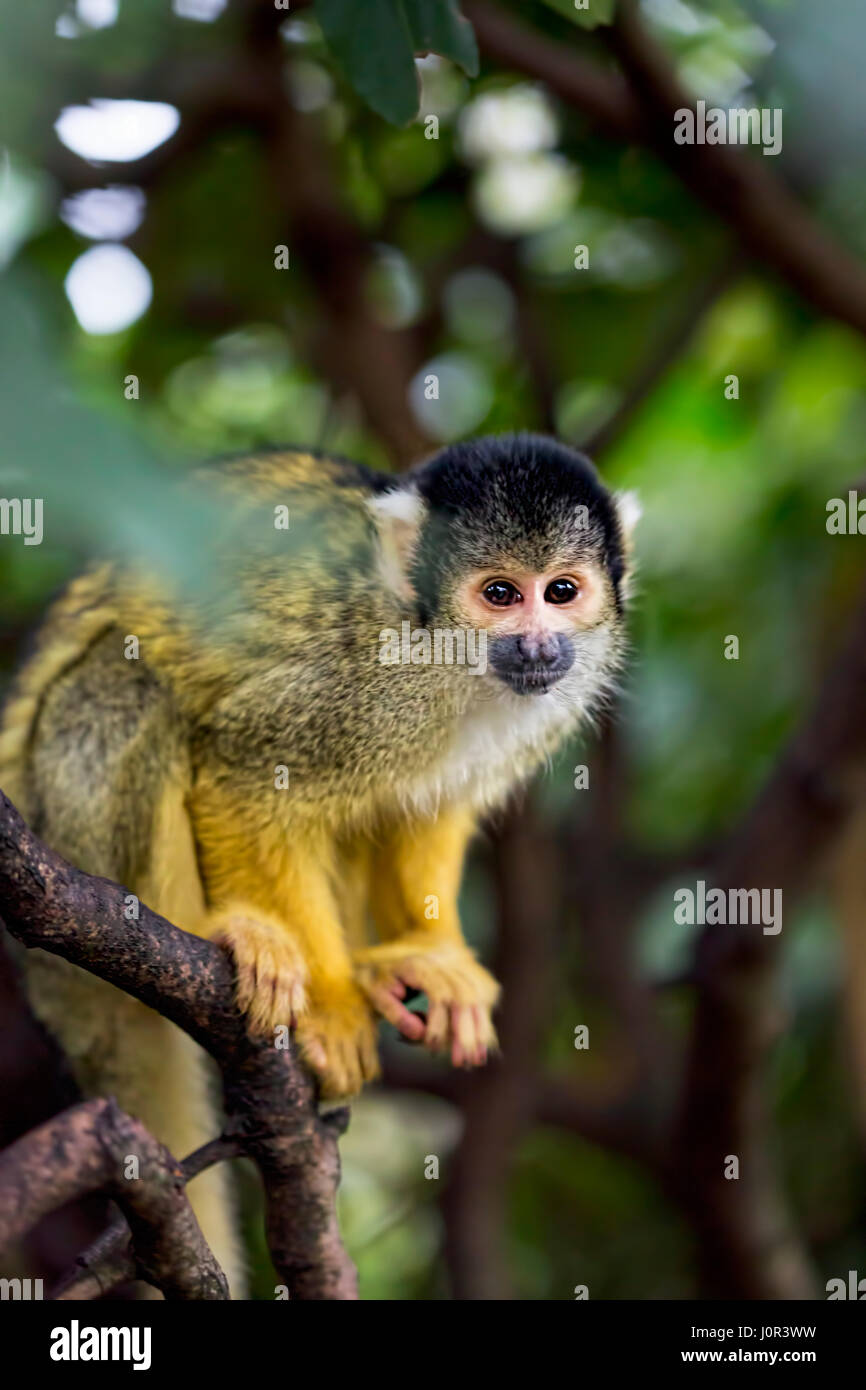 Capuchin monkey sitting on tree Stock Photo - Alamy