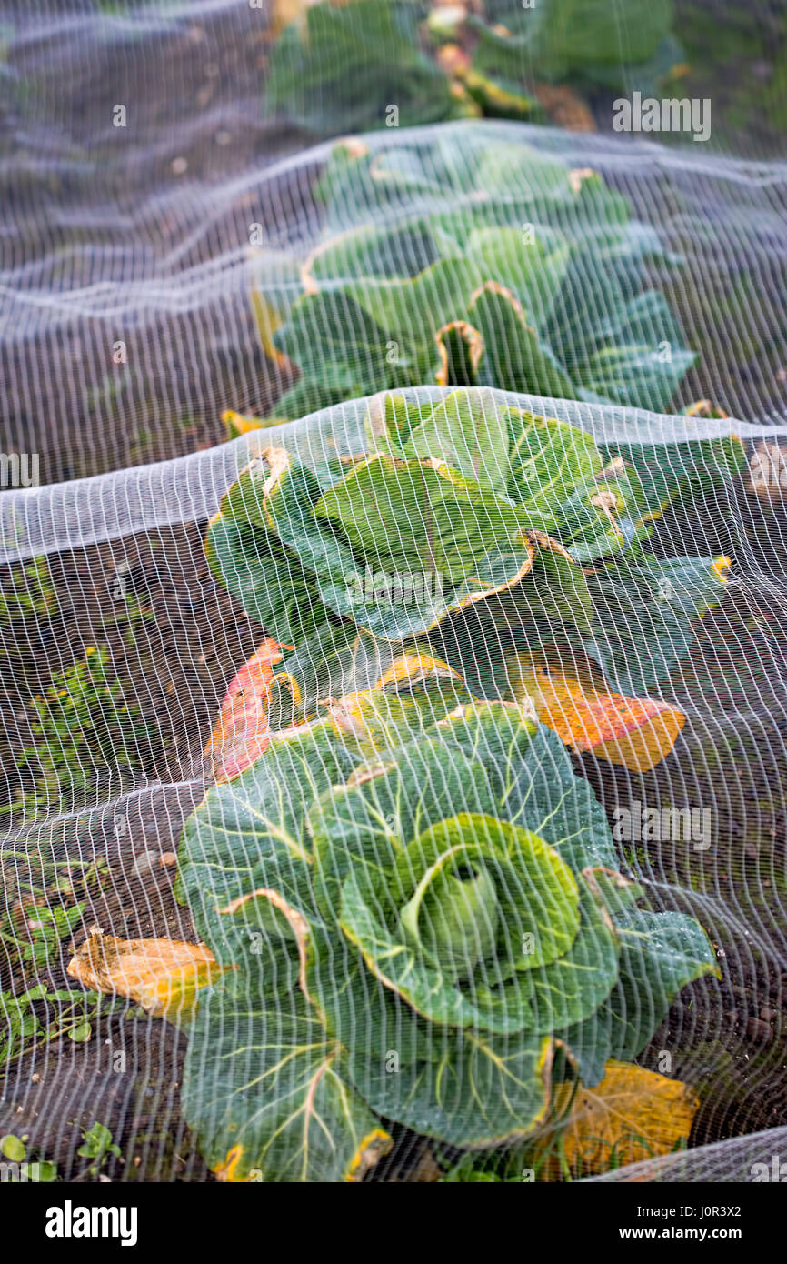 Cabbage growing under netting hi-res stock photography and images - Alamy