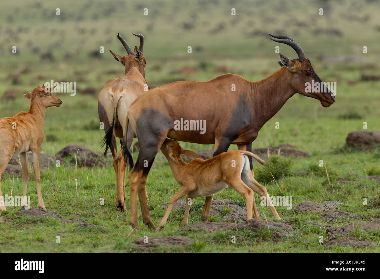 Topi (Damaliscus lunatus jimela) calf nursing, Masai Mara National ...