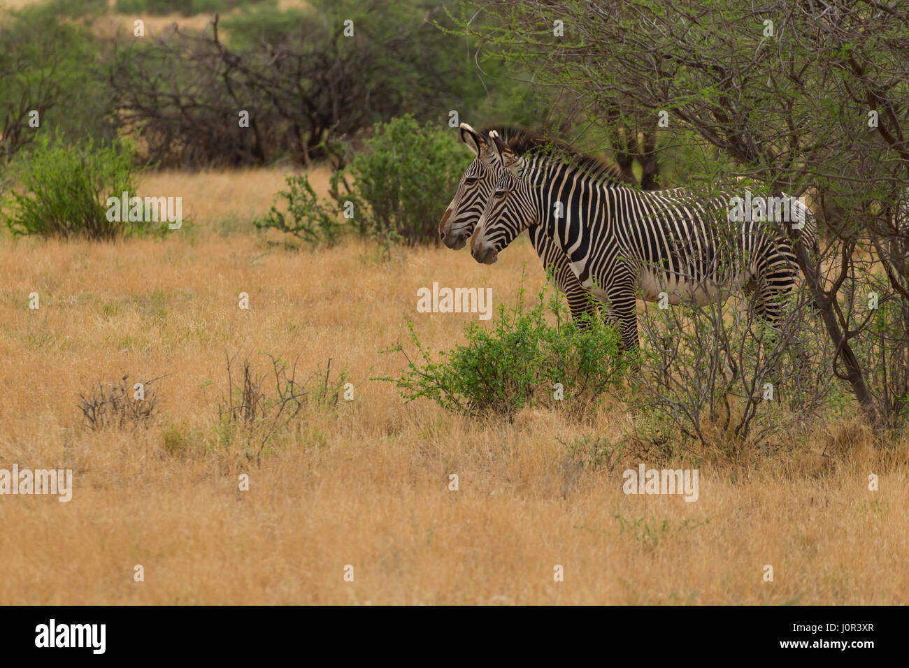 Grevy’s zebra (Equus grevyi) two zebras standing, Samburu National ...