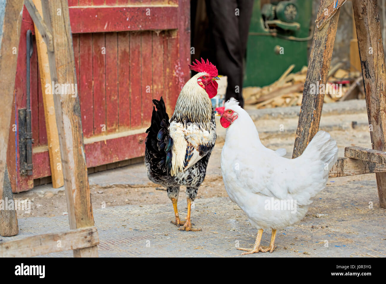 Hen and rooster Stock Photo - Alamy