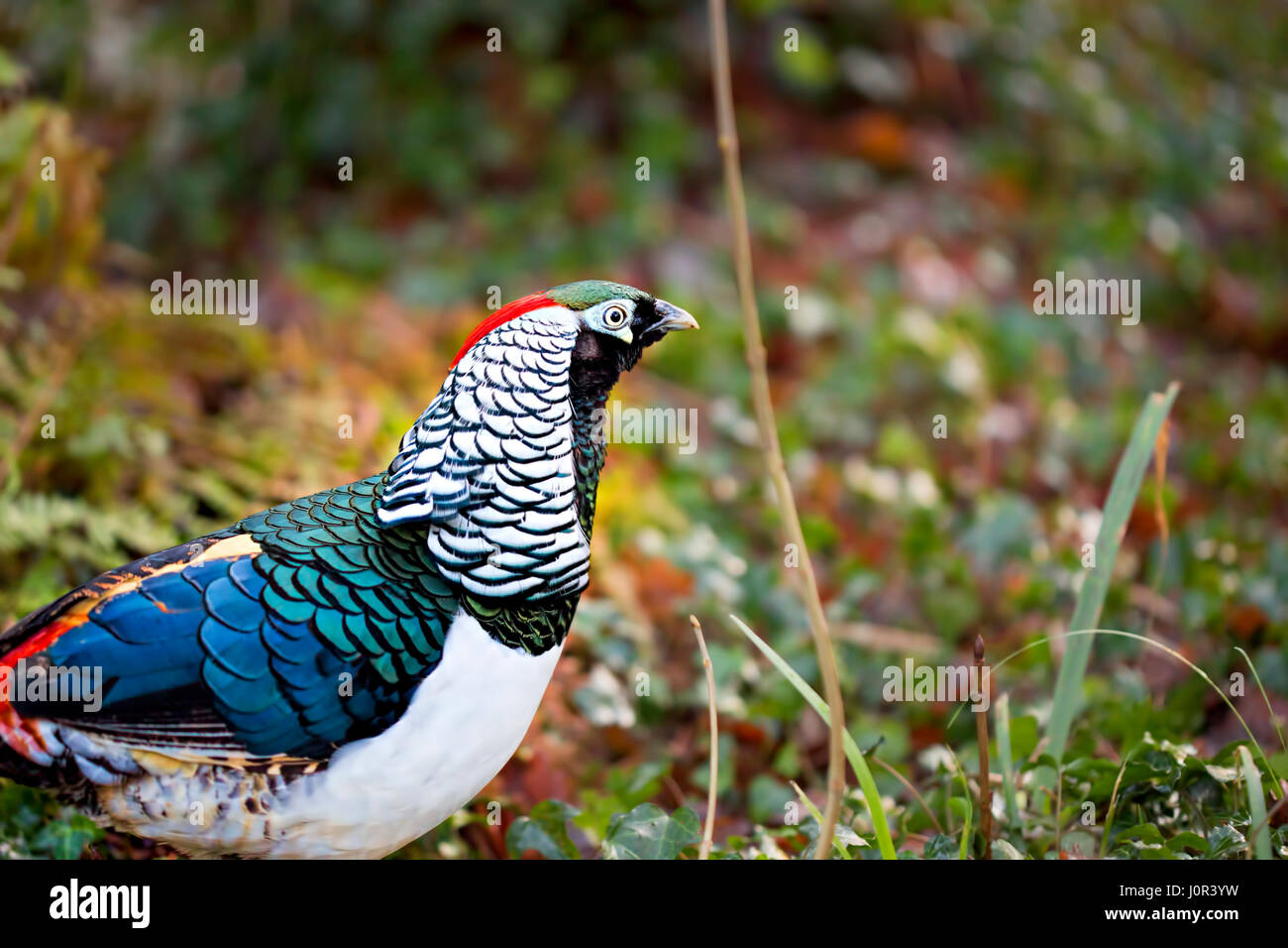 Lady Amherst's pheasant Stock Photo - Alamy