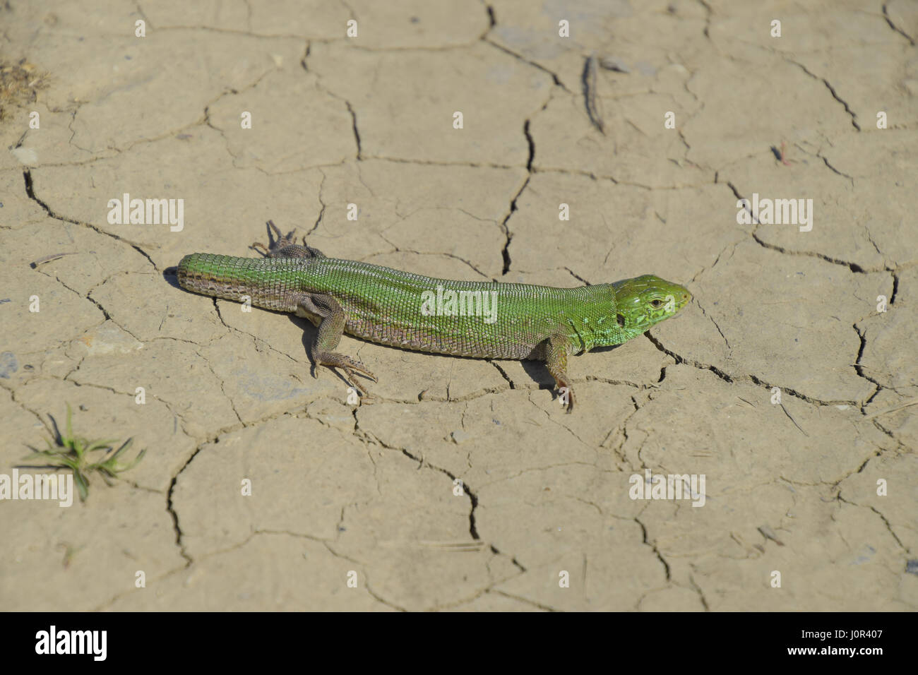 An ordinary quick green lizard. Lizard on dry ground. Sand lizard ...