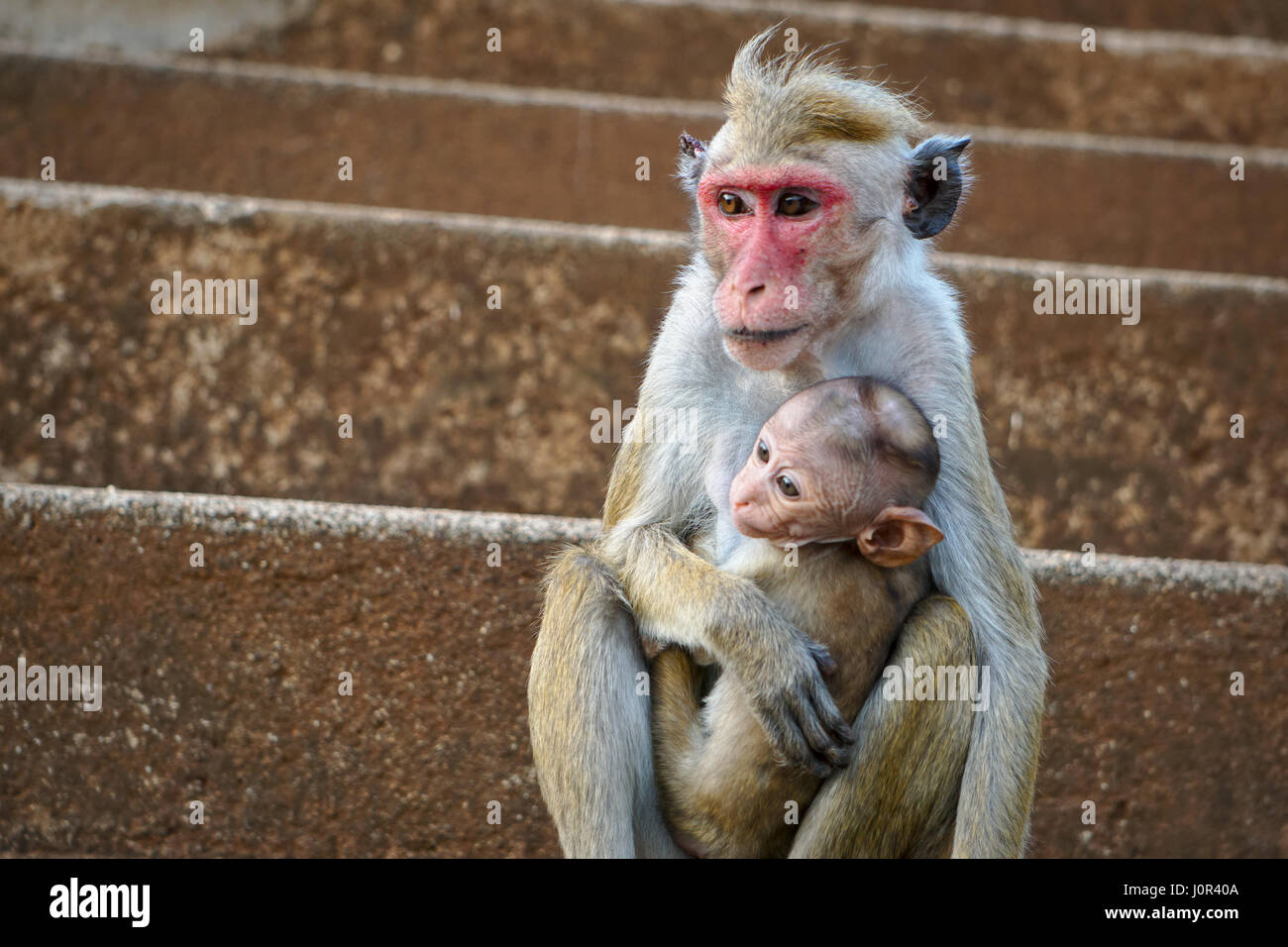 Monkey with pink face hi-res stock photography and images - Alamy
