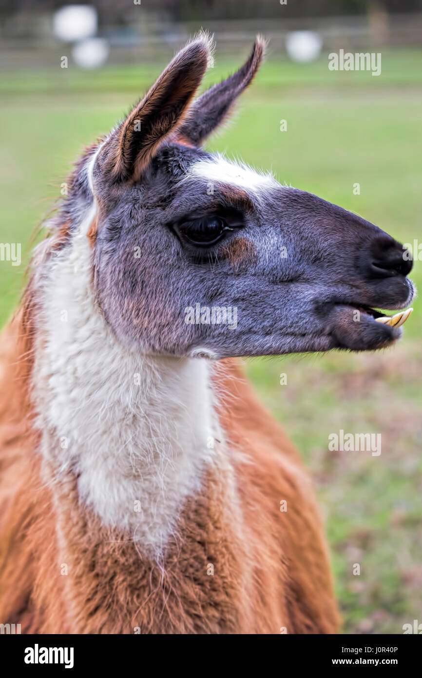 Lama grazing on the farm Stock Photo - Alamy