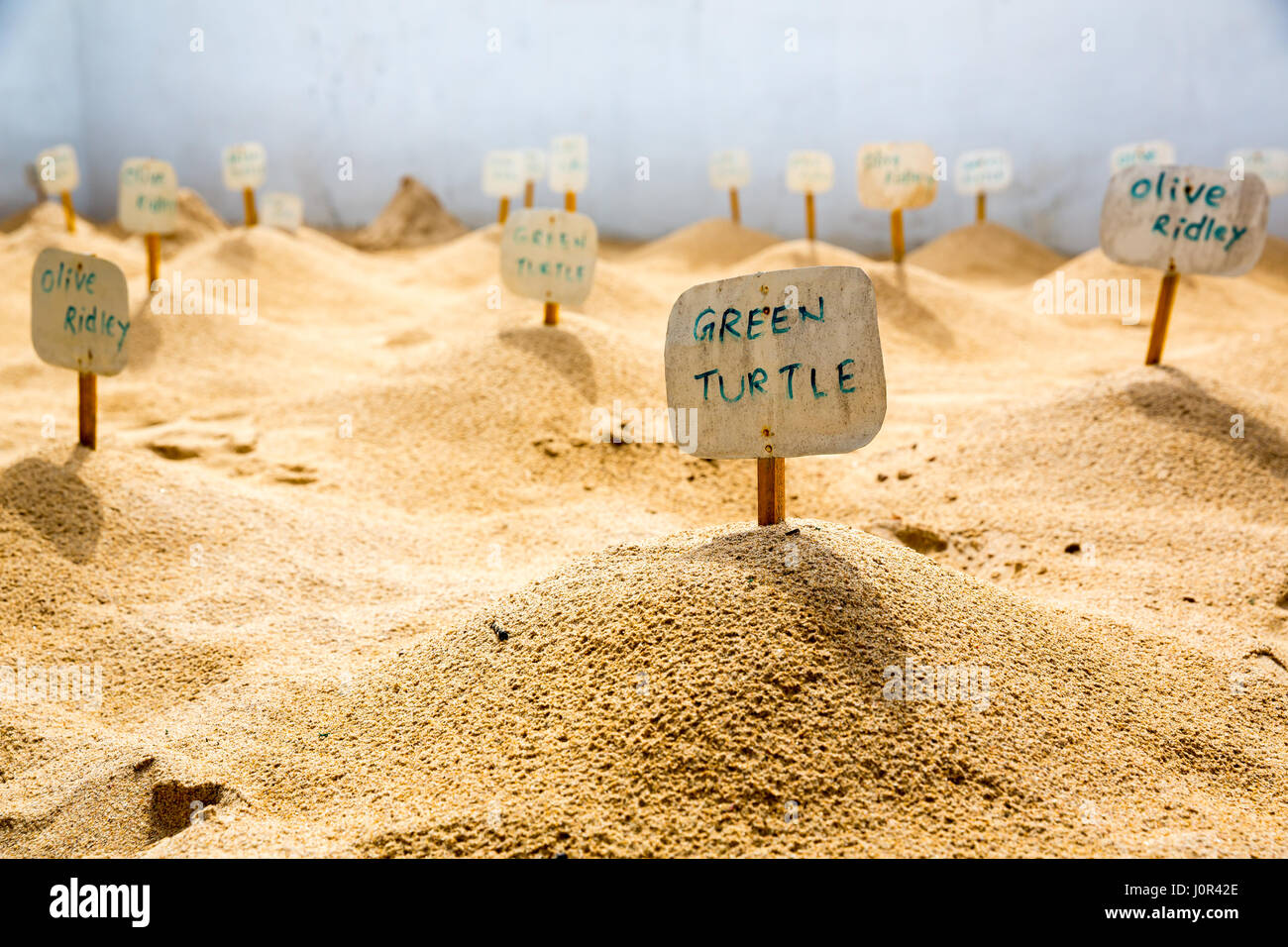 Turtle cemetery on Sri Lanka. Graves with taps, sea reptiles, olive ...
