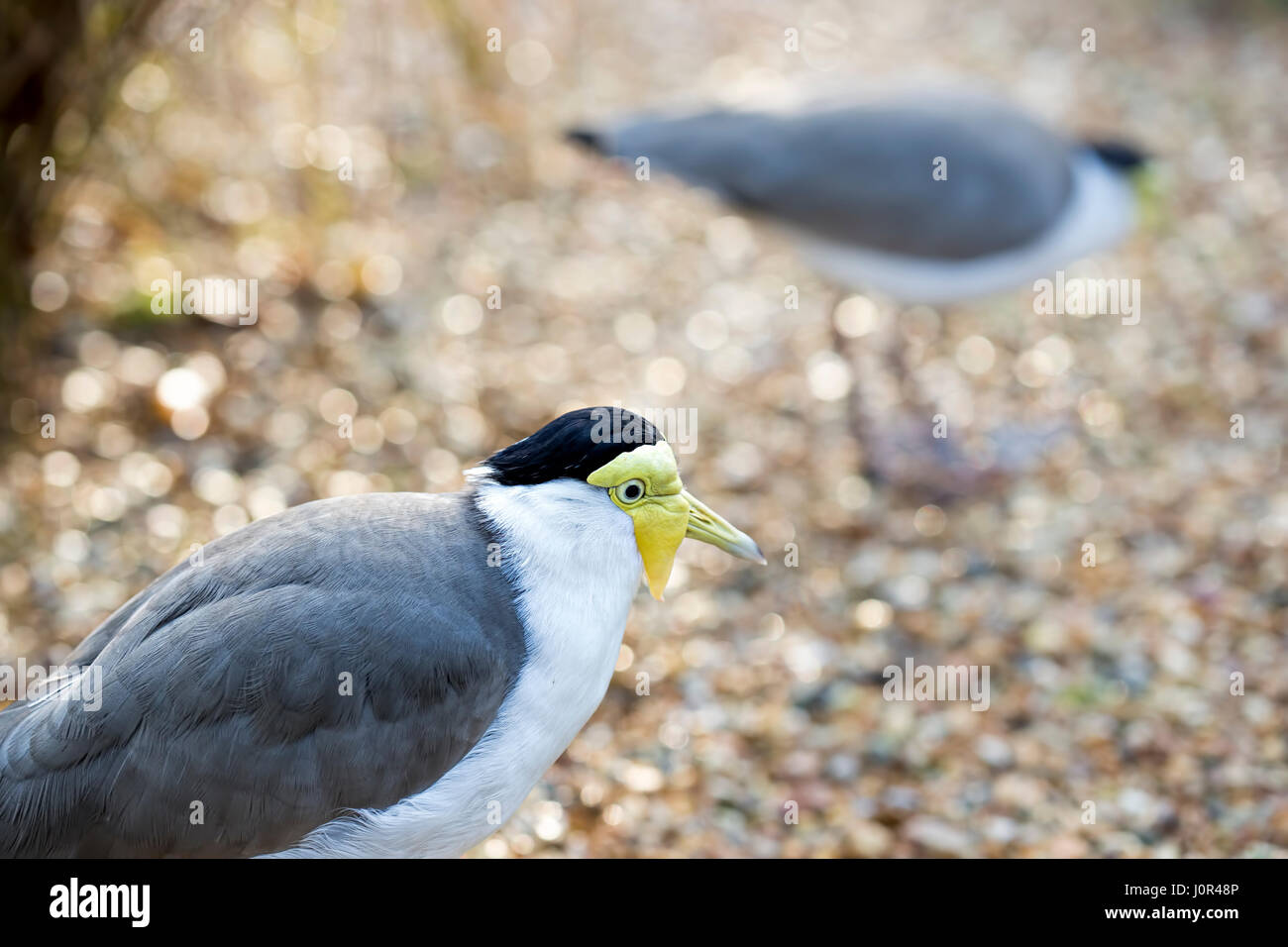 Masked lapwing bird Stock Photo - Alamy