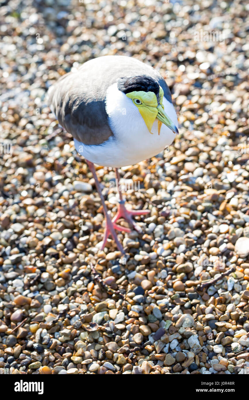 Masked lapwing eye hi-res stock photography and images - Alamy