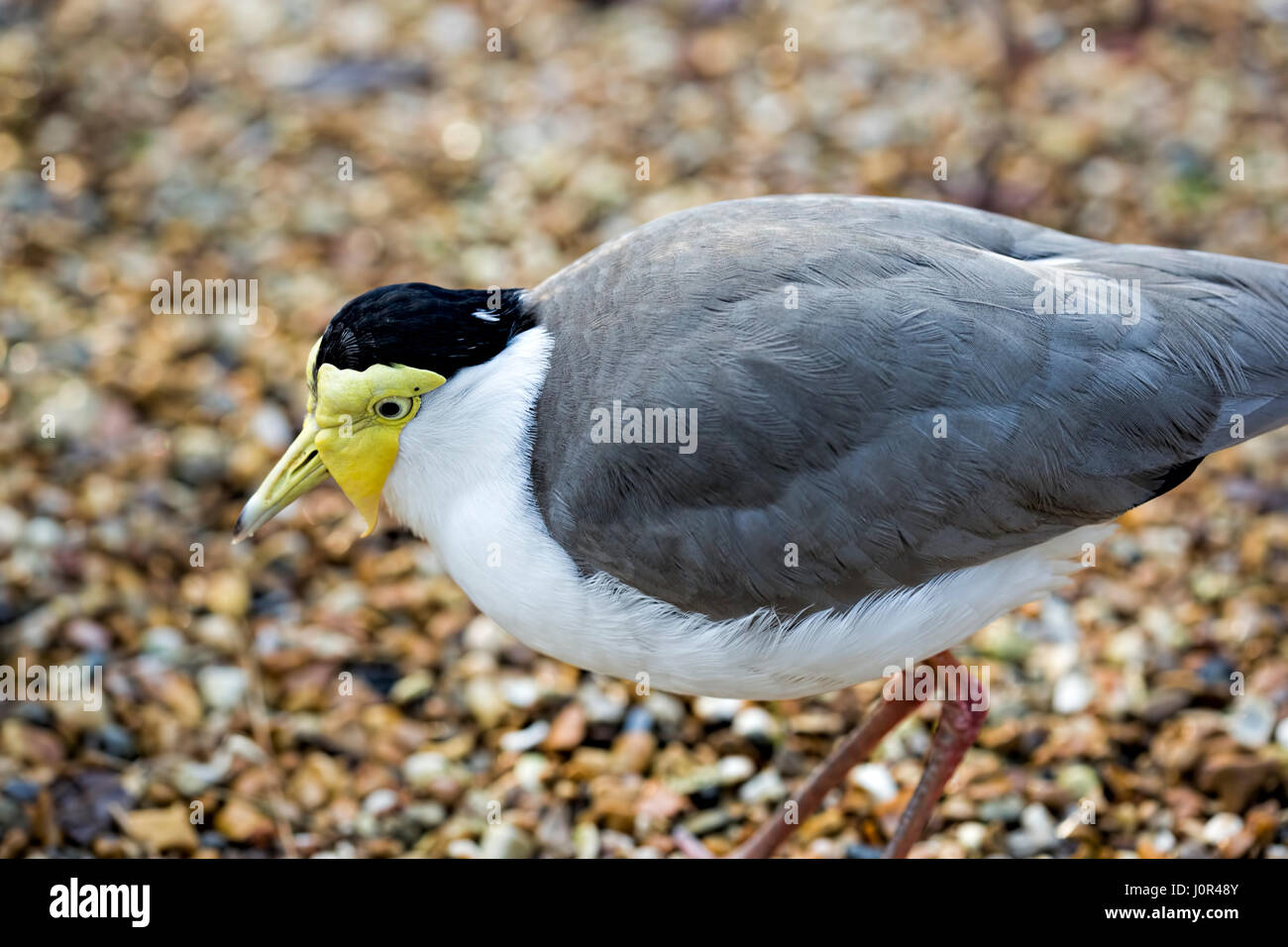 Masked lapwing bird Stock Photo - Alamy