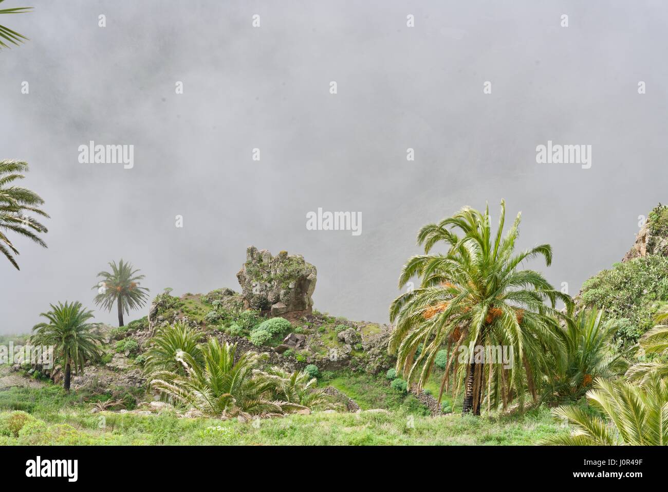 palms and rock in a cloud Stock Photo - Alamy