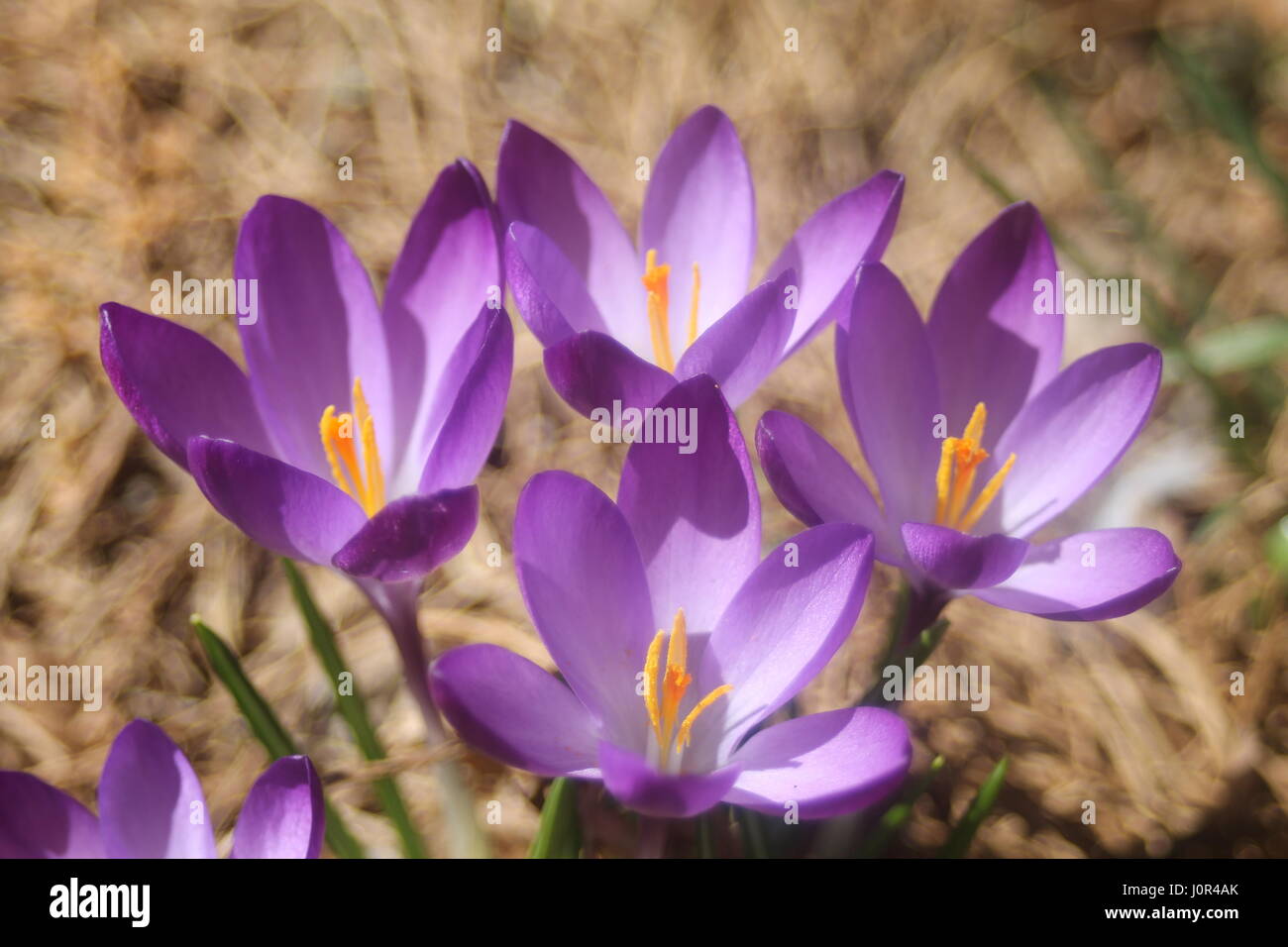Flowers, nature, pink color Stock Photo - Alamy