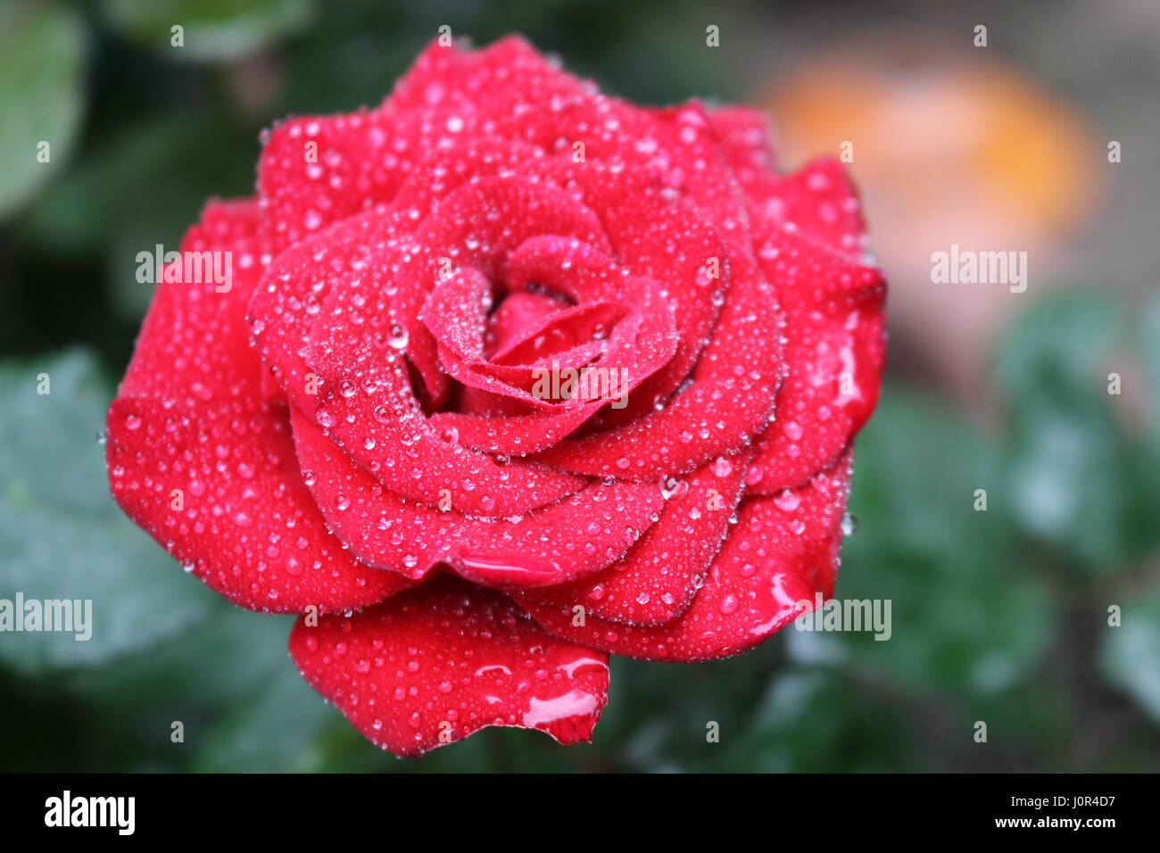 Beatifull rose hi-res stock photography and images - Alamy
