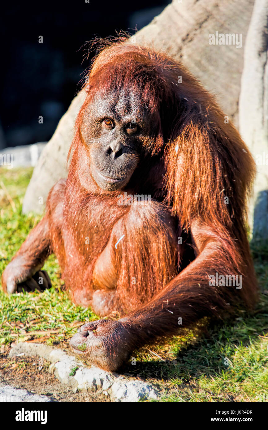 Bornean orangutan Pongo o pygmaeus Stock Photo - Alamy
