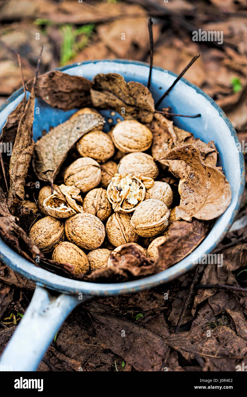 Wallnut open hi-res stock photography and images - Alamy
