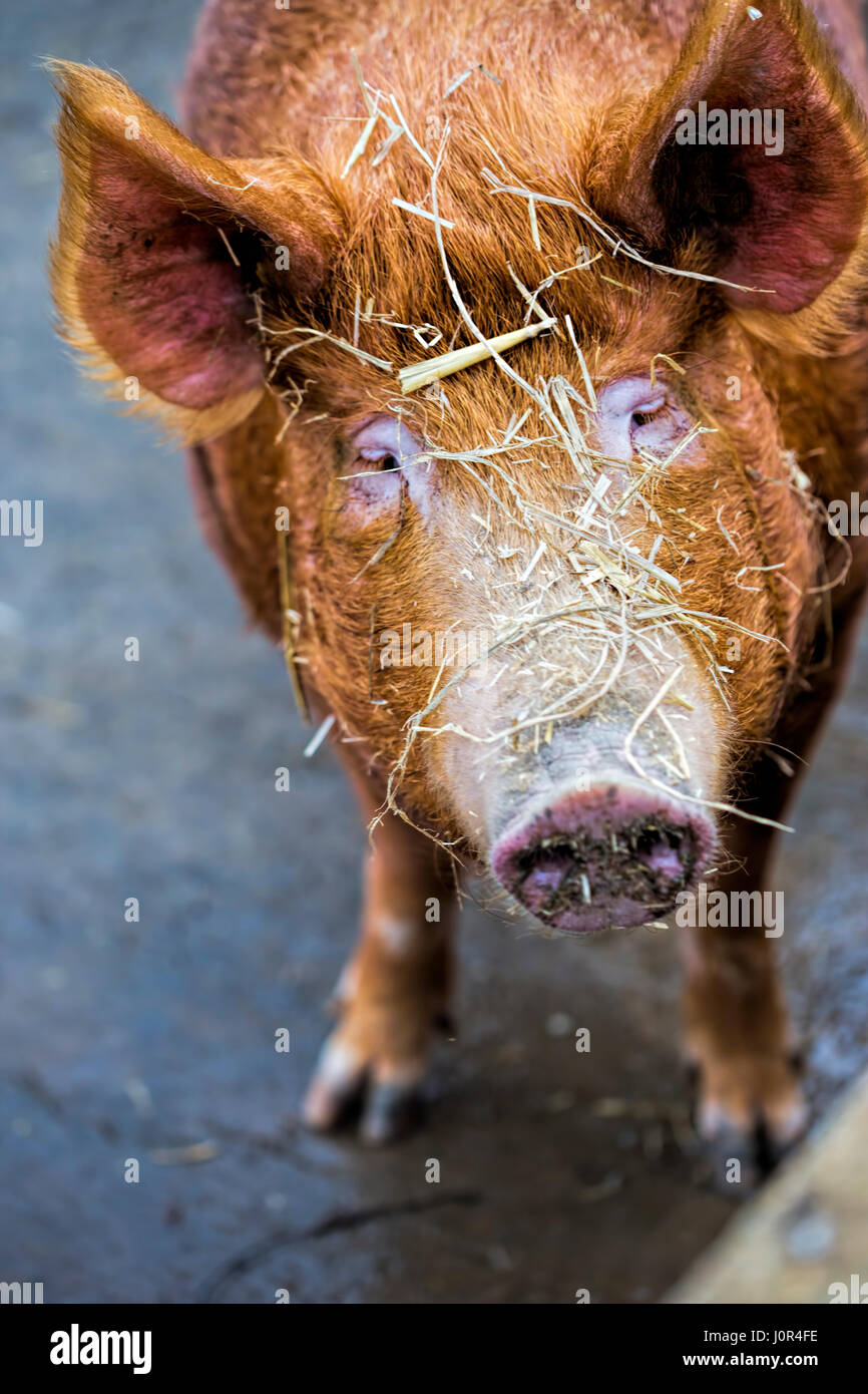 Curly Haired Baby High Resolution Stock Photography and Images - Alamy