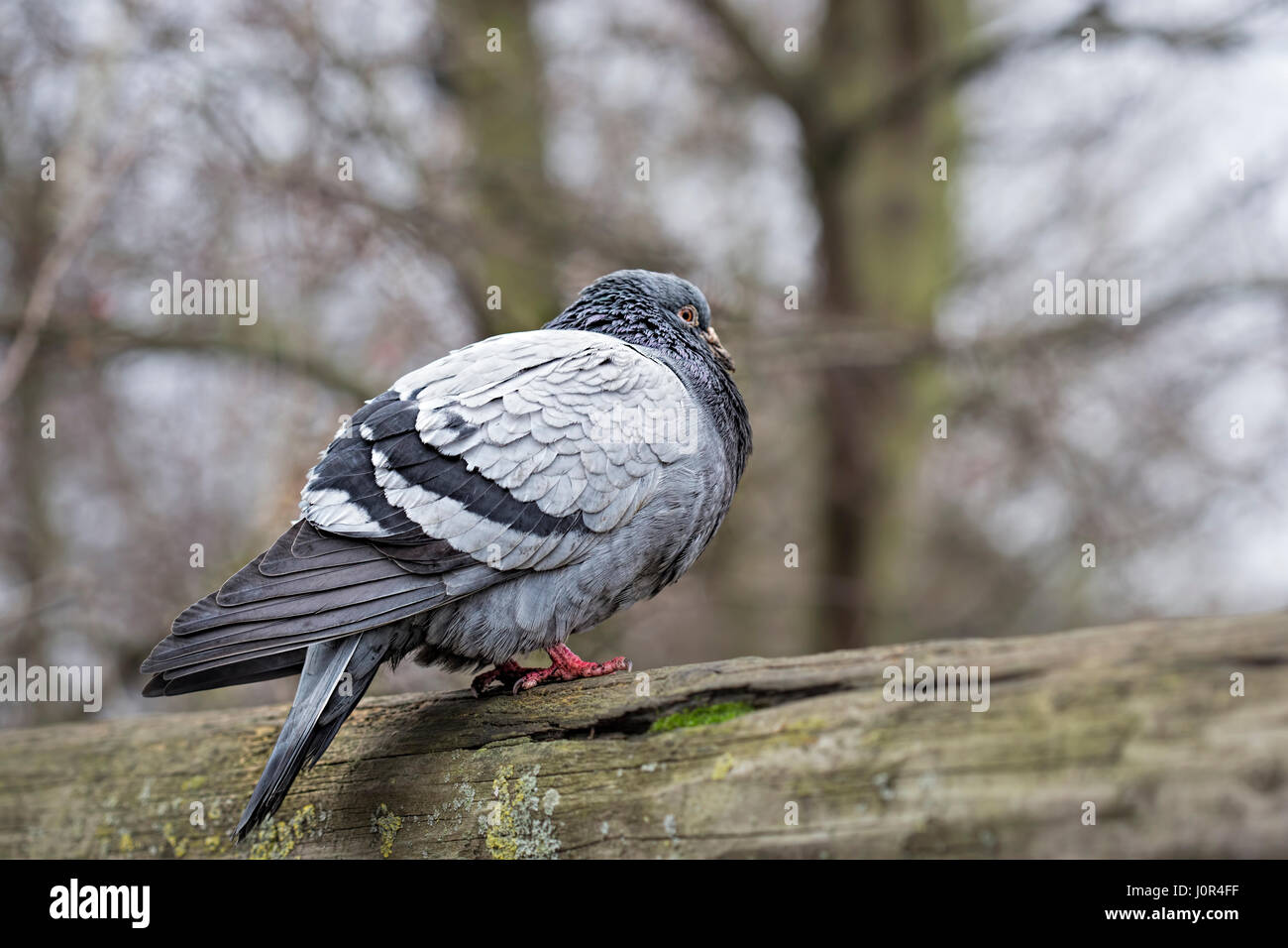 Pigeon on the tree Stock Photo - Alamy
