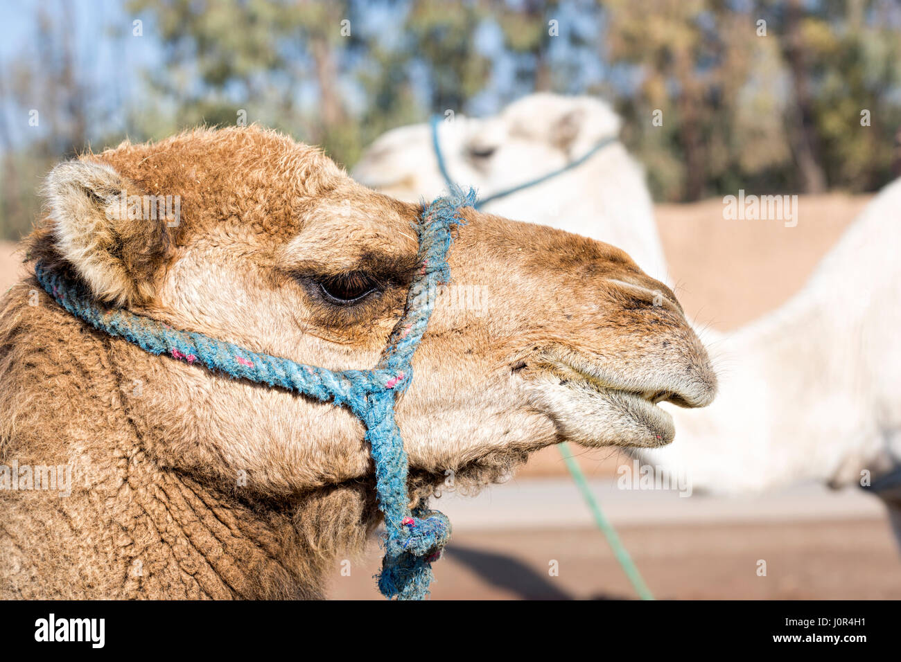 Profile Of Camel High Resolution Stock Photography and Images - Alamy