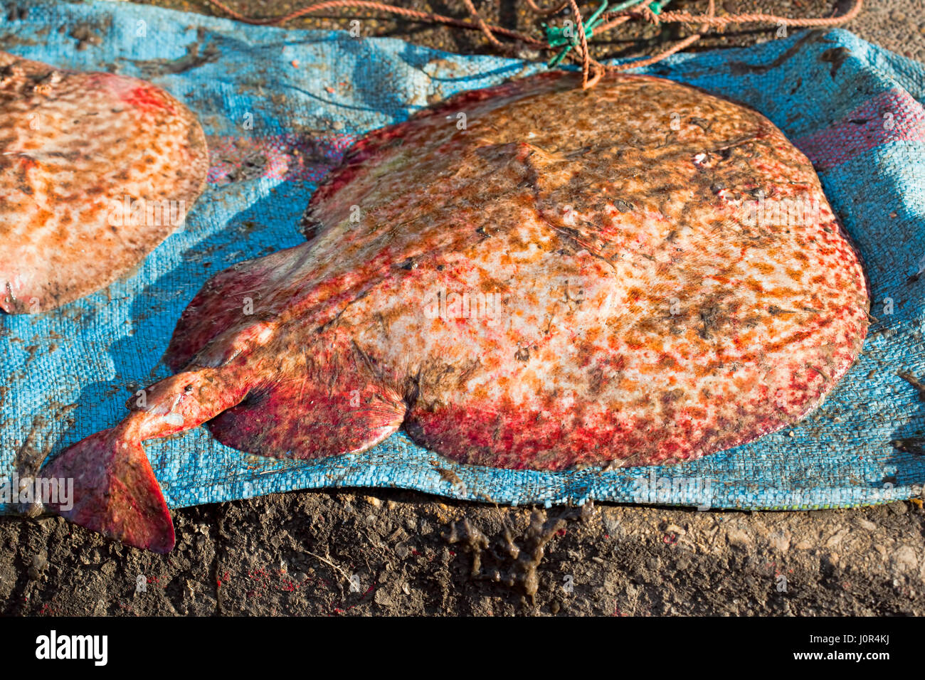 Blue skate fish hi-res stock photography and images - Alamy