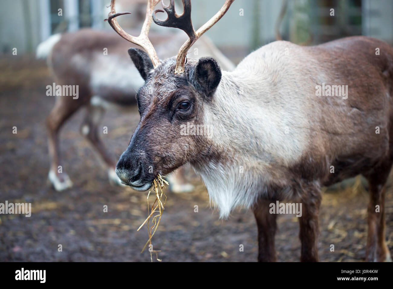 Caribou Animal Eating