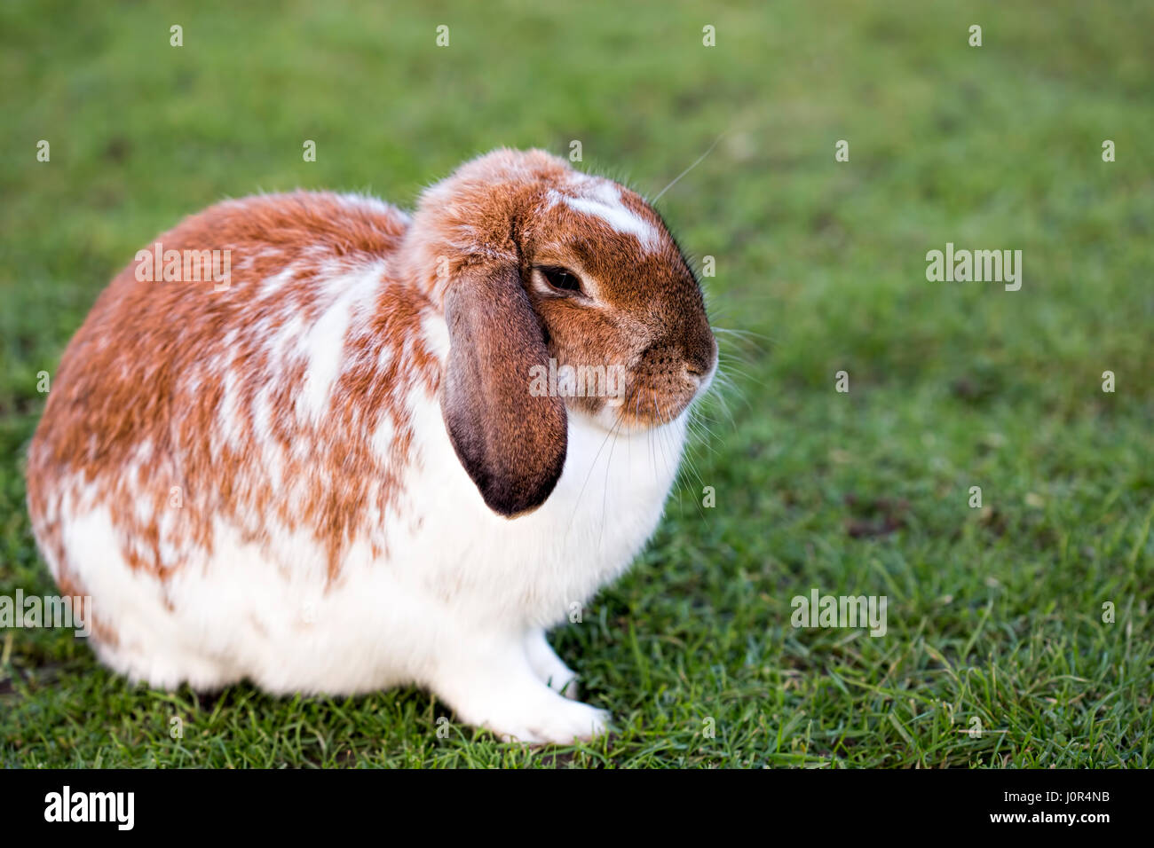 Brown white rabbit sitting on the grass on the farm Stock Photo - Alamy