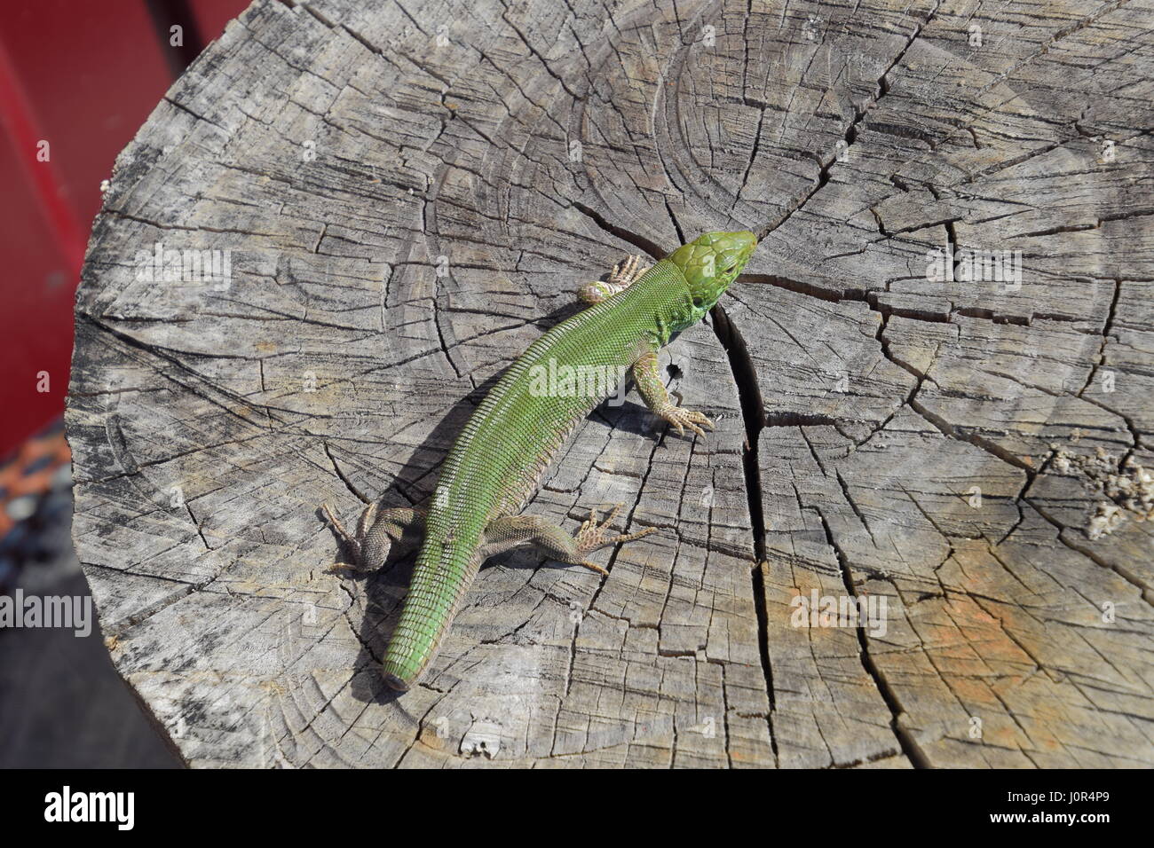 An ordinary quick green lizard. Lizard on the cut of a tree stump. Sand ...