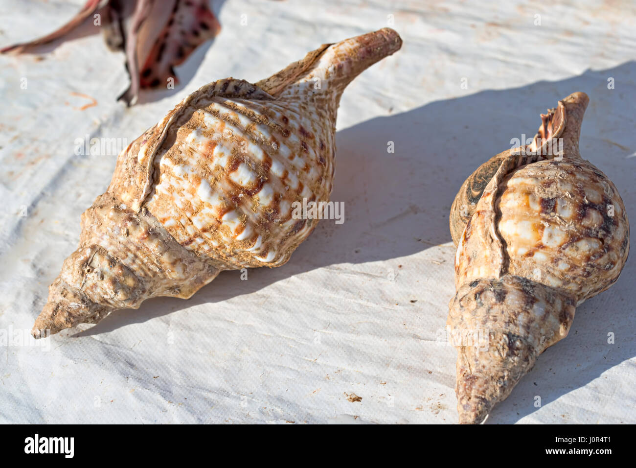 Sale Shells Inside Shop High Resolution Stock Photography and Images ...