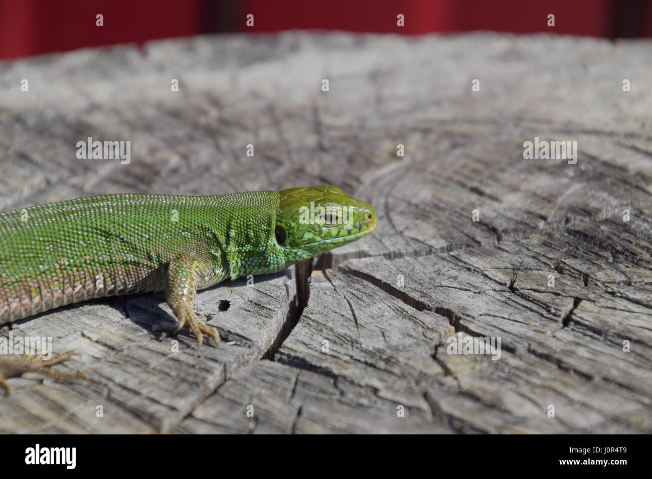 An ordinary quick green lizard. Lizard on the cut of a tree stump. Sand ...
