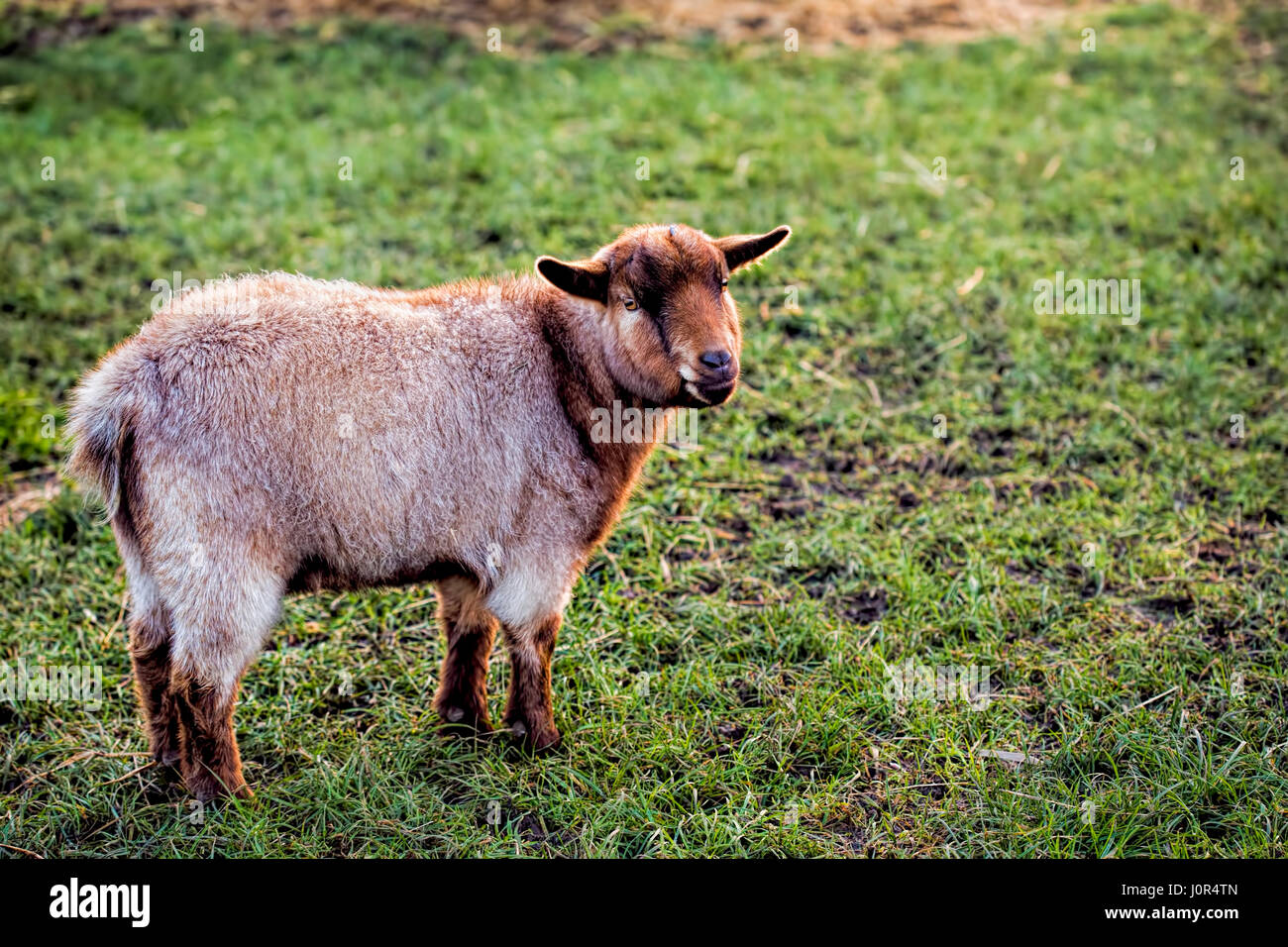 Small brown goat Stock Photo - Alamy