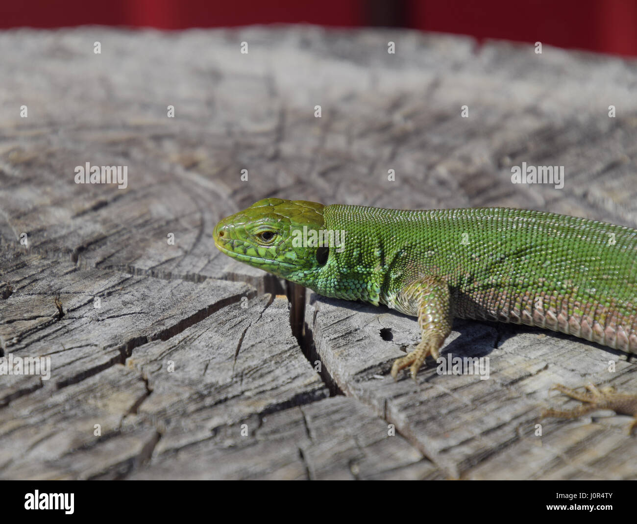 An ordinary quick green lizard. Lizard on the cut of a tree stump. Sand ...