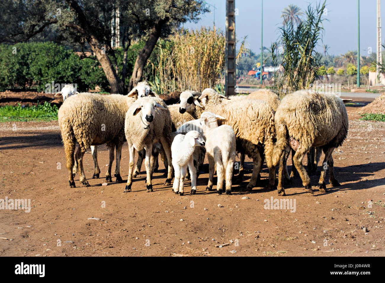 Sheepherd dog hi-res stock photography and images - Alamy