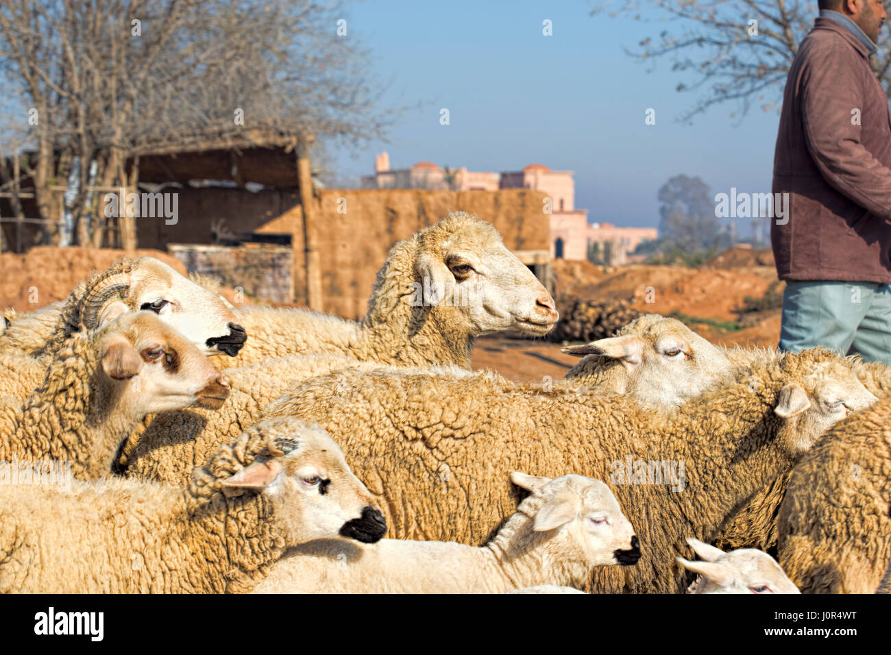 Sheep_herd hi-res stock photography and images - Alamy