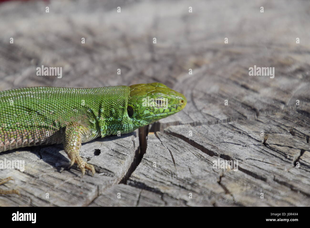 An ordinary quick green lizard. Lizard on the cut of a tree stump. Sand ...