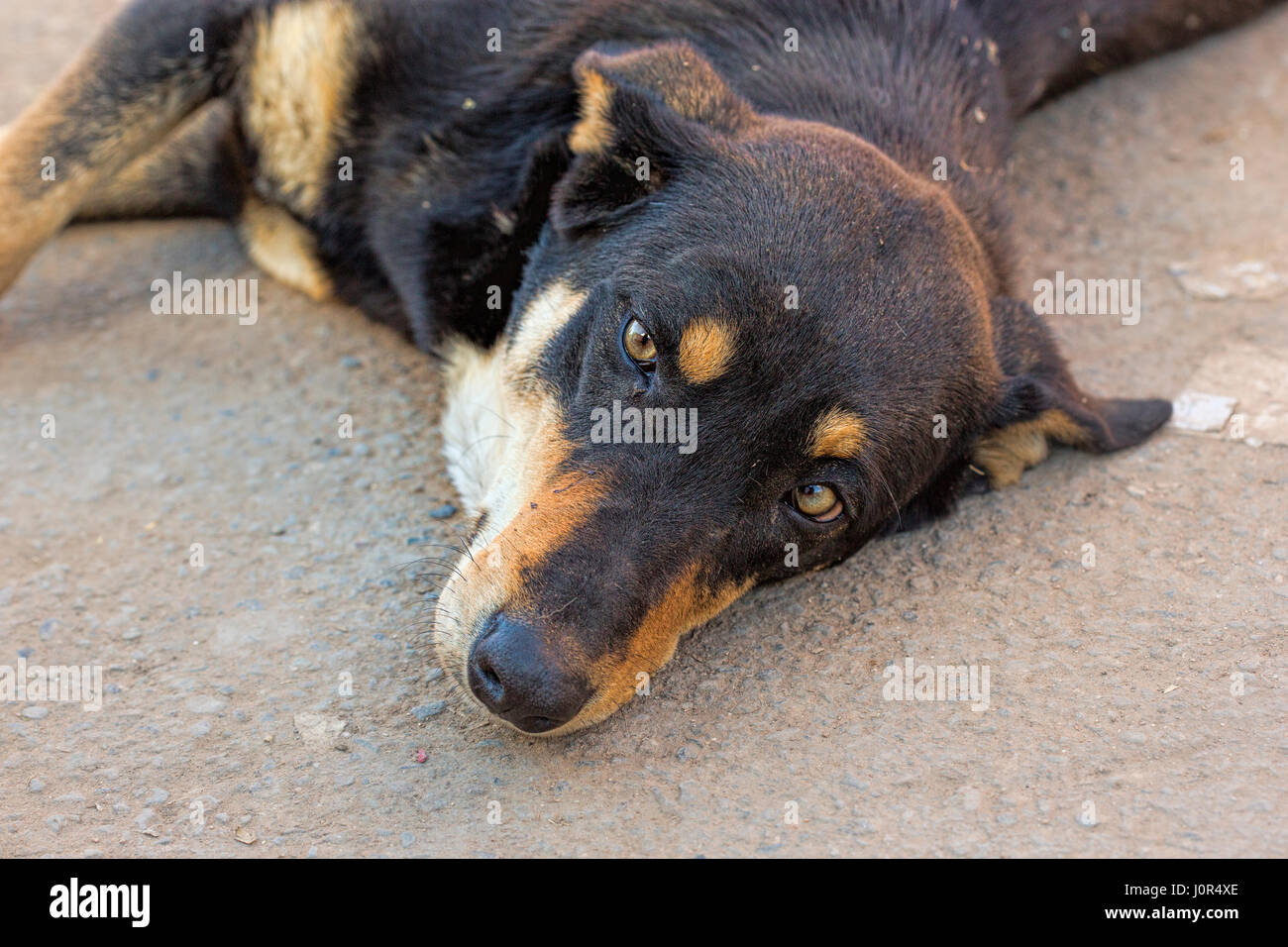 Friendly street dog Morocco Stock Photo - Alamy