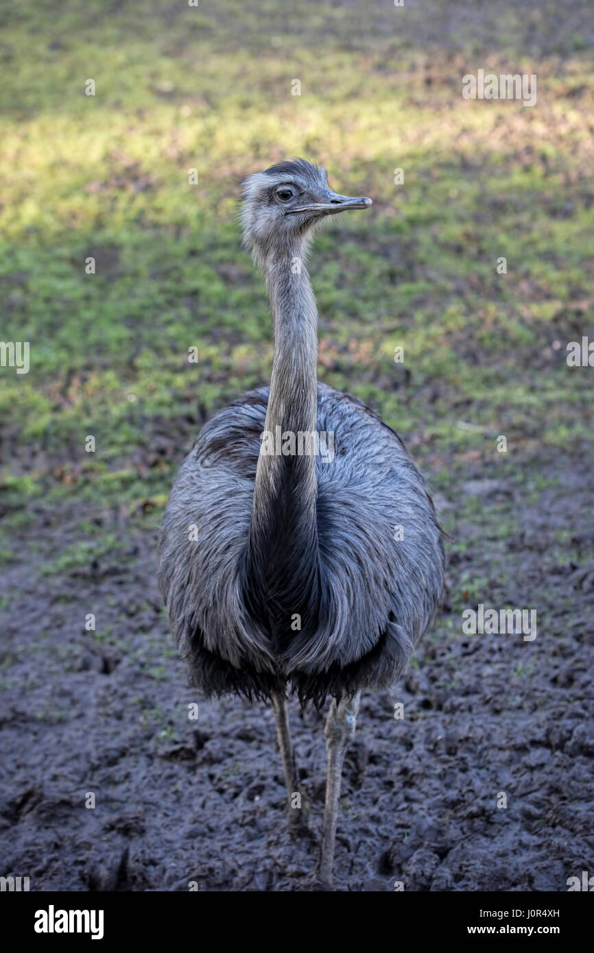 Emu on the farm Stock Photo - Alamy