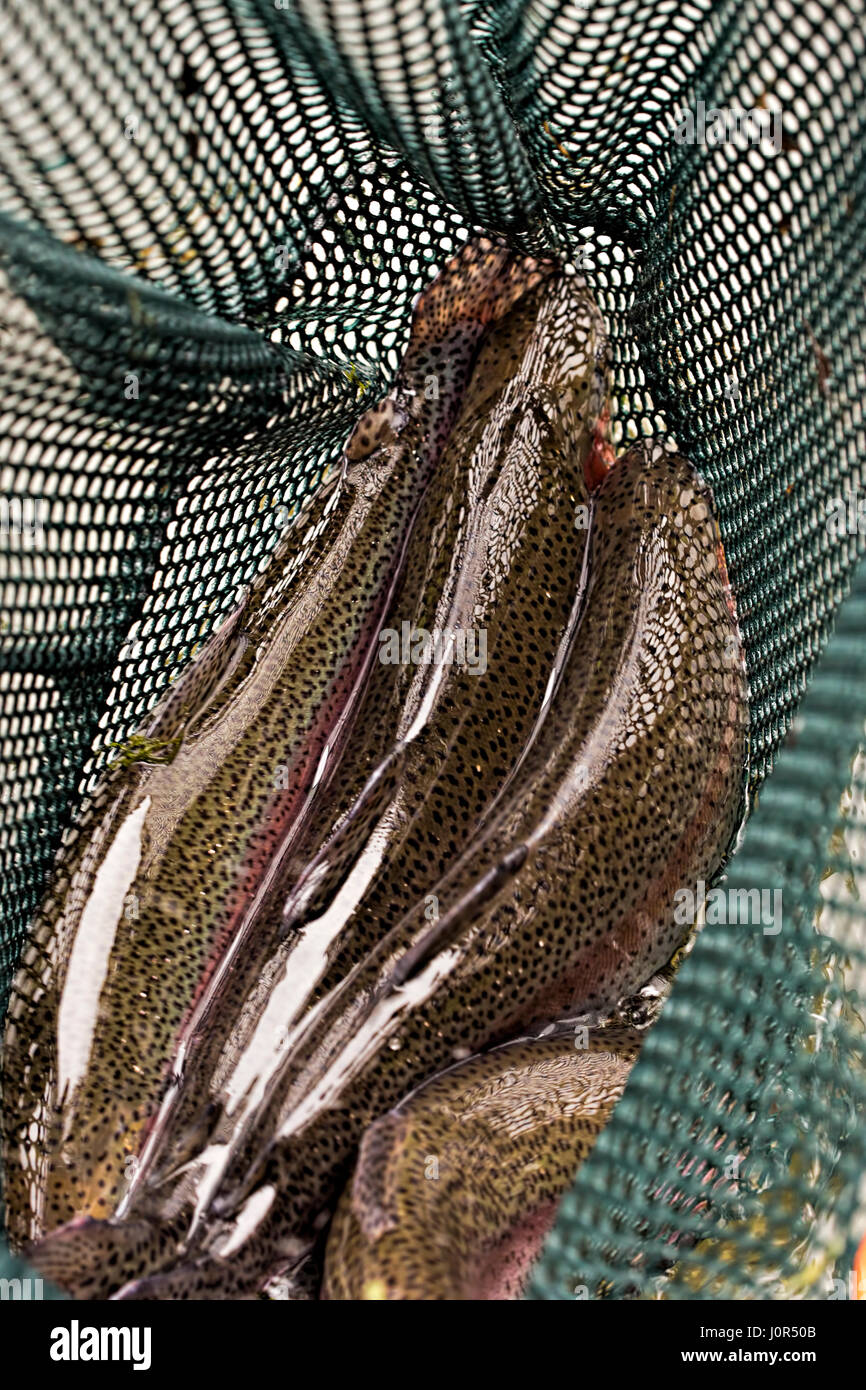 Rainbow trout in fishing net Stock Photo - Alamy